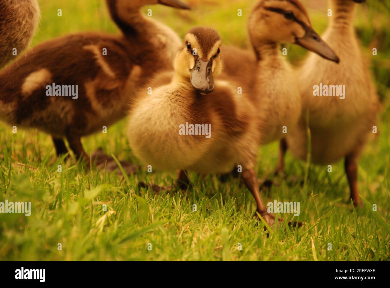 Ducklings on a row hi-res stock photography and images - Alamy