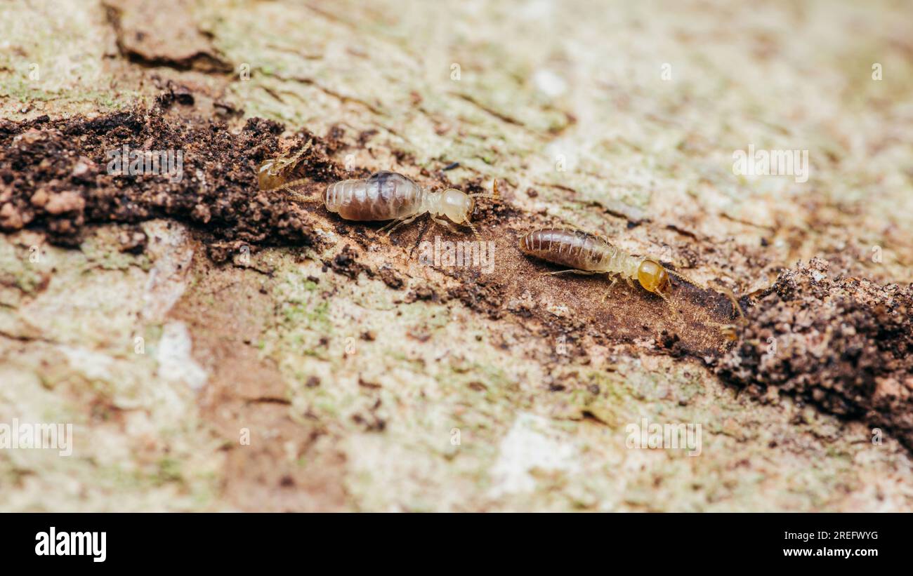 Close up of worker termites walking in nest on forest floor, Termites ...