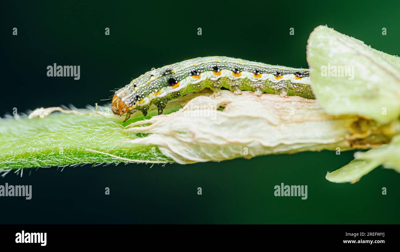 Fat green worm hi-res stock photography and images - Alamy