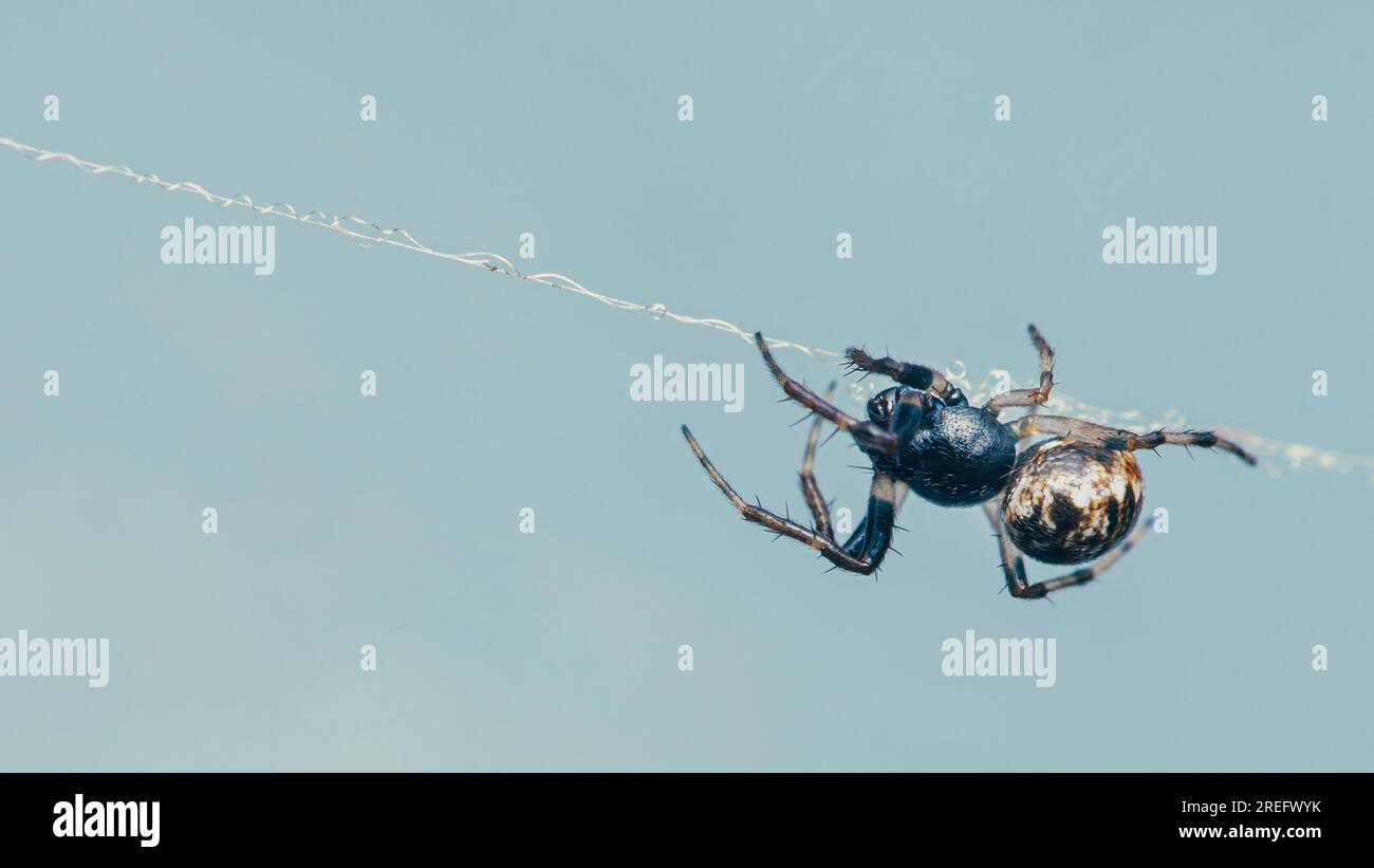 Common black house spider walking on its cobweb or spider's web with ...