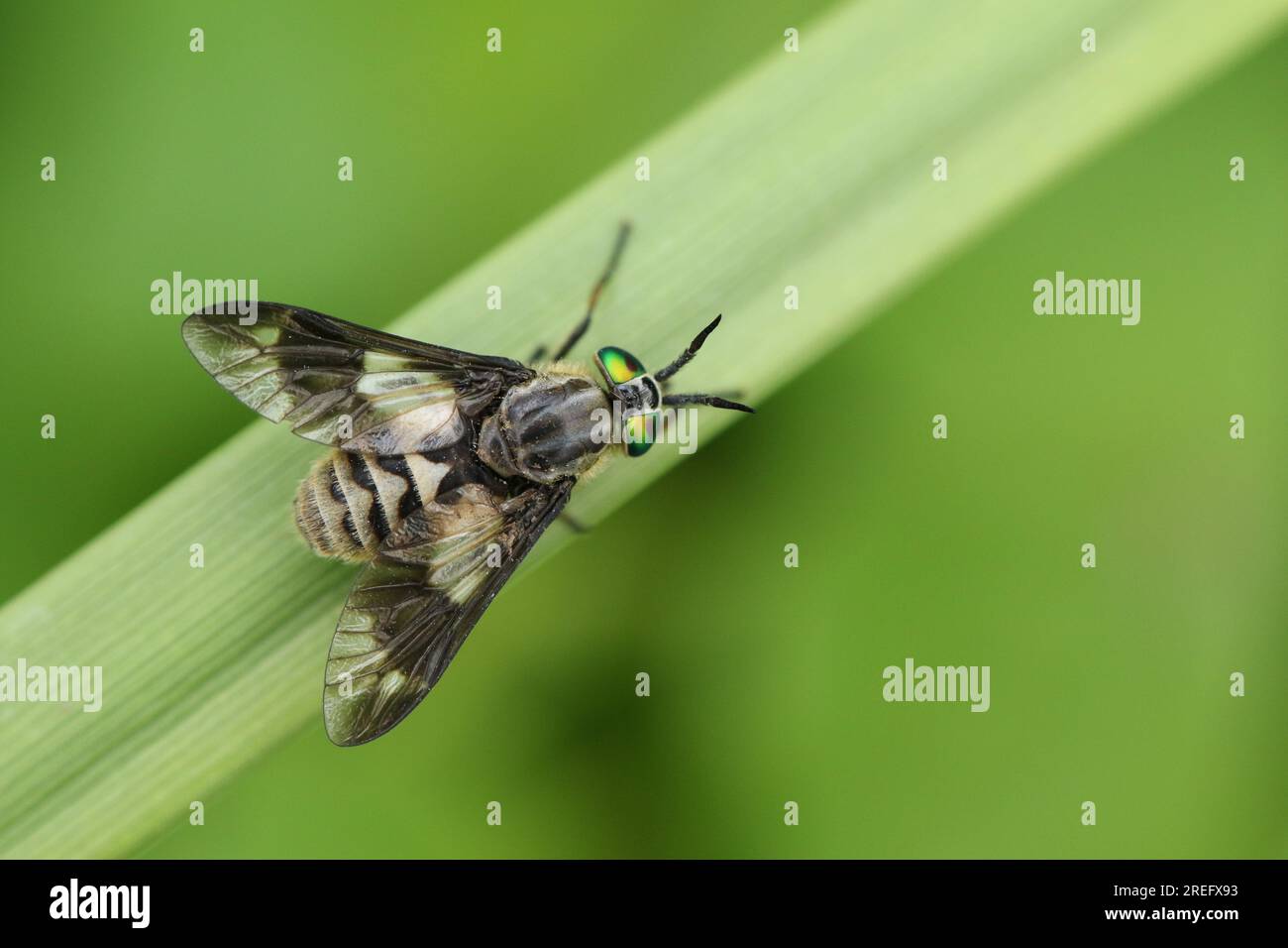 A Twin-lobed Deerfly, Chrysops relictus, on a reed Stock Photo - Alamy
