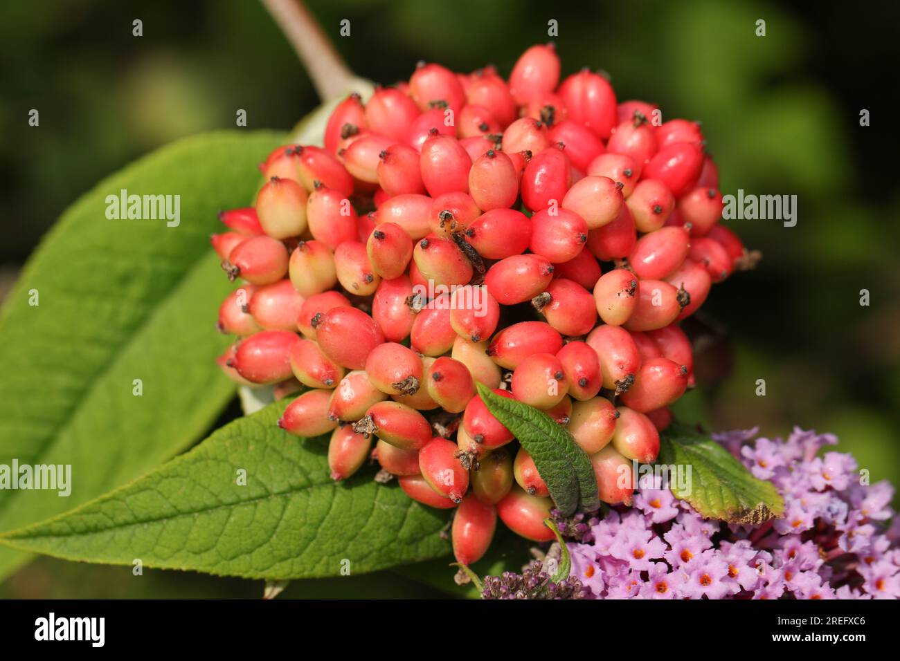 The berries of a Wayfaring Tree, Viburnum lantana, growing in the wild ...