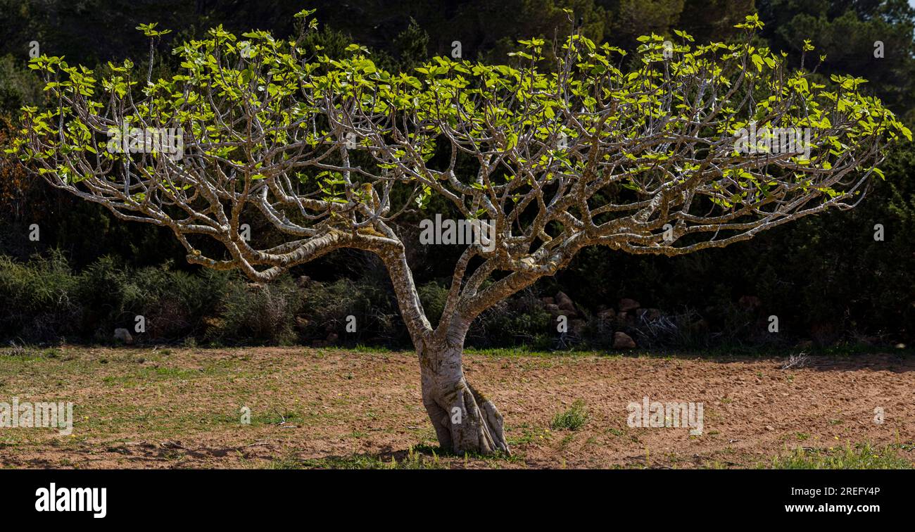 Fig tree formentera balearic islands hi-res stock photography and ...