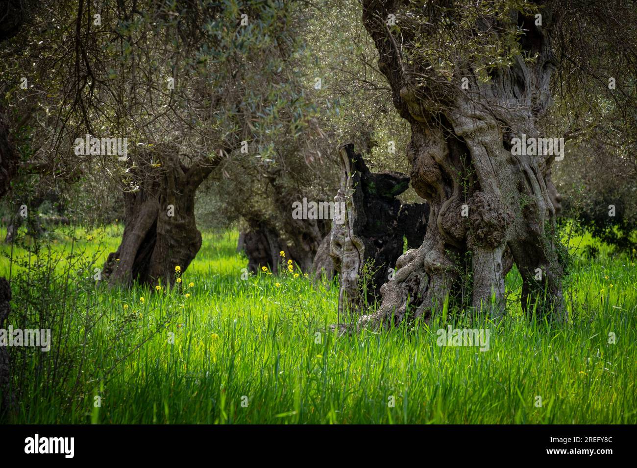 centenary olive trees of Alqueria d´Avall, Bunyola, Mallorca, Balearic ...