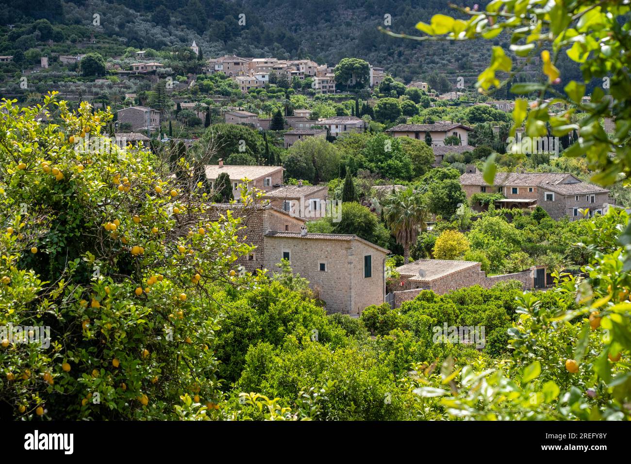 orchard of Biniaraix, Soller valley route, Mallorca, Balearic Islands ...