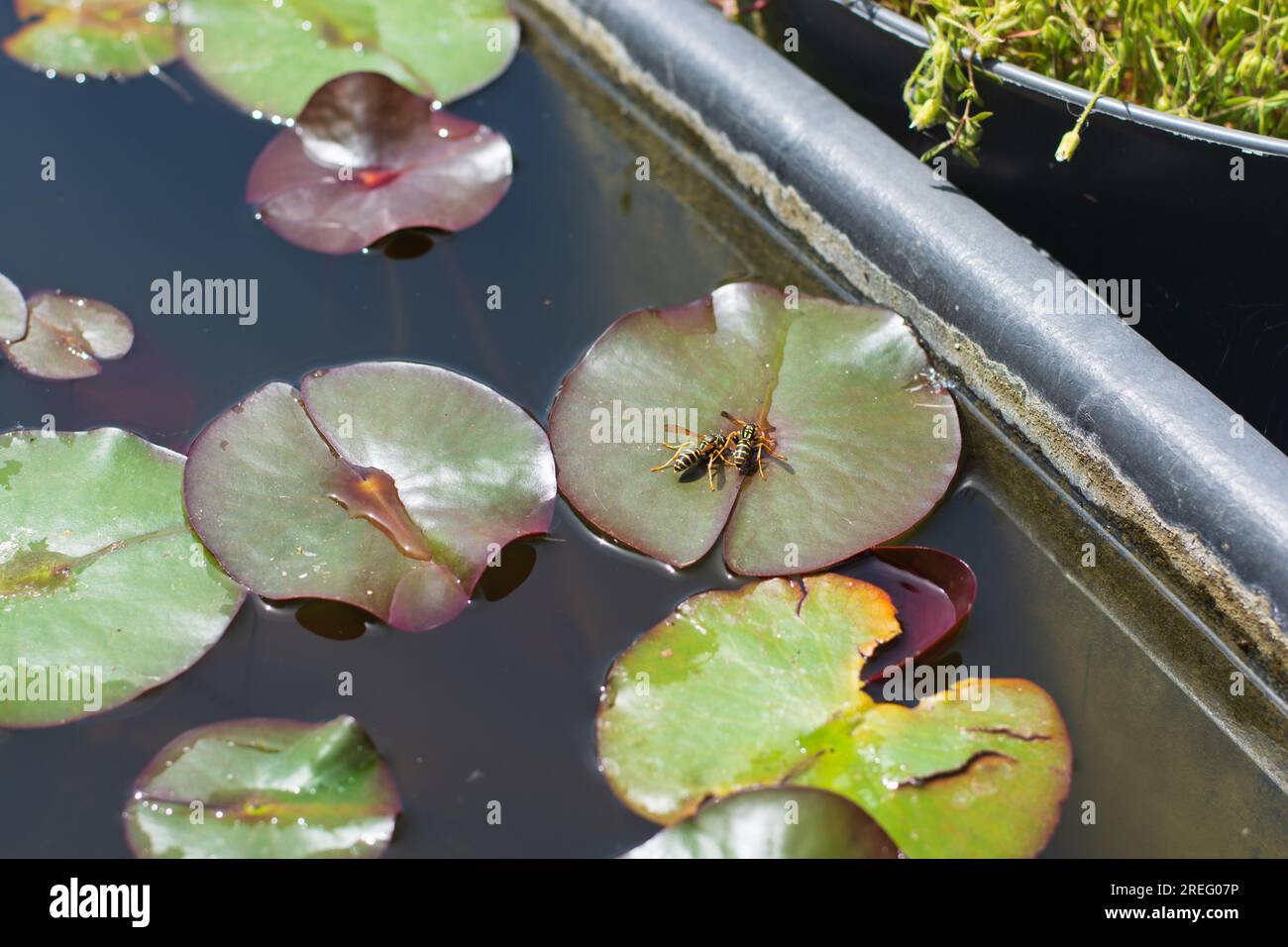thirsty wasps drink on the lily pad Stock Photo - Alamy
