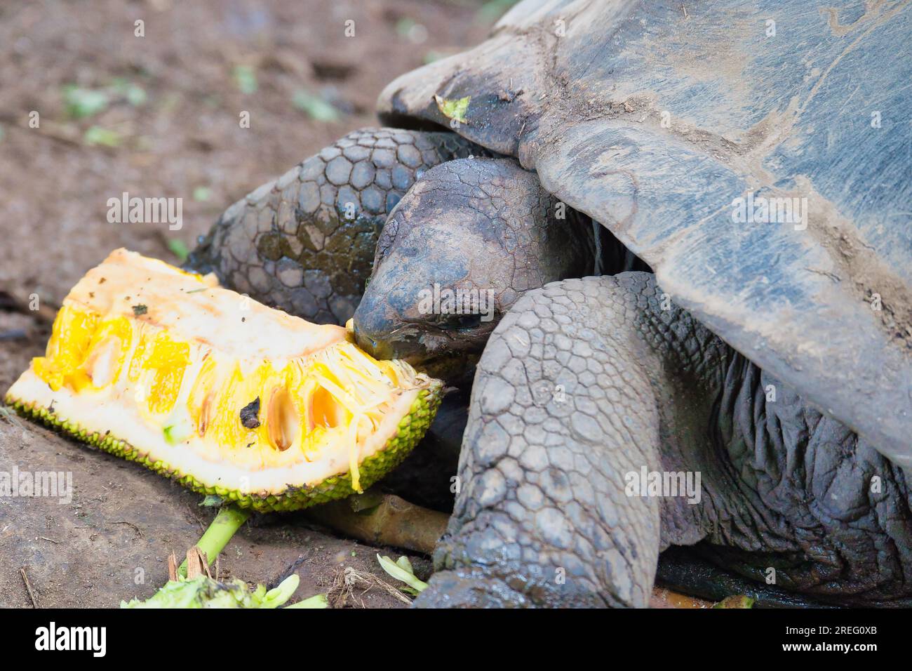 Aldabra land giant tortoise eating jackfruit in the spice garden, Mahe ...