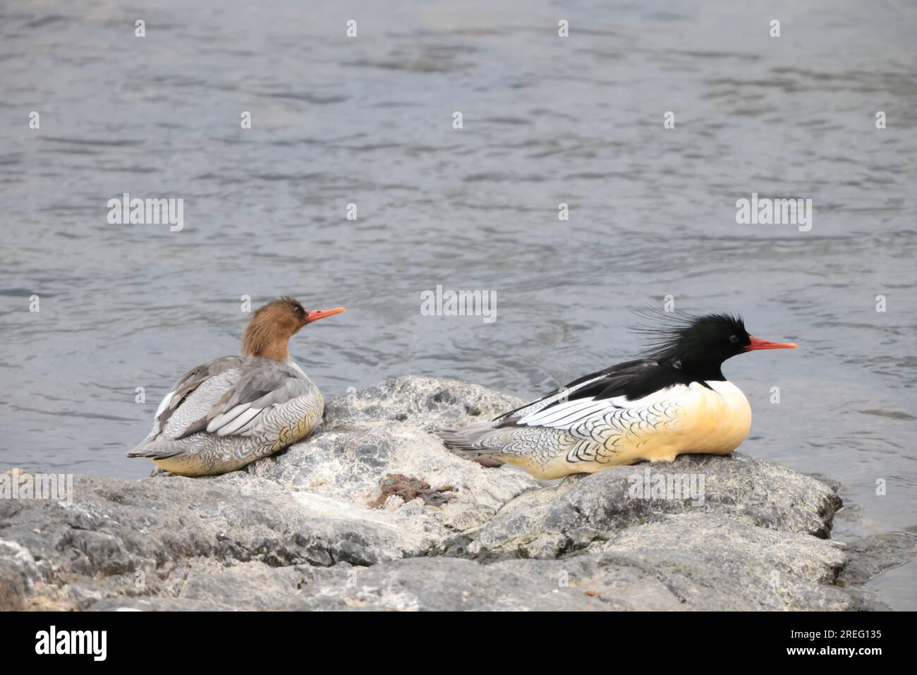Mergus squamatus hi-res stock photography and images - Alamy