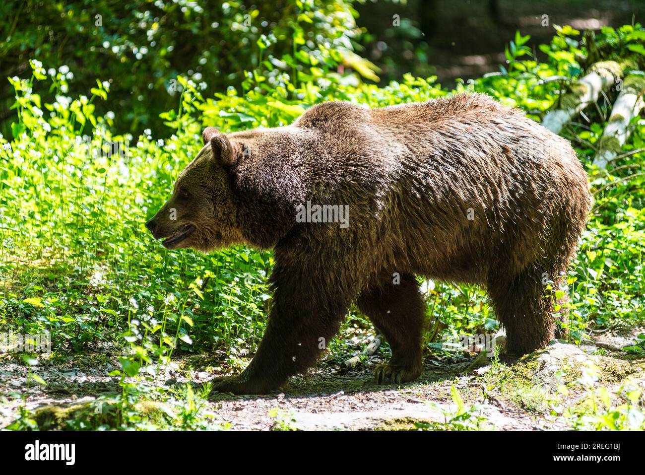 Brown bear walking on ground in nature in the Wuppertal Green Zoo in ...