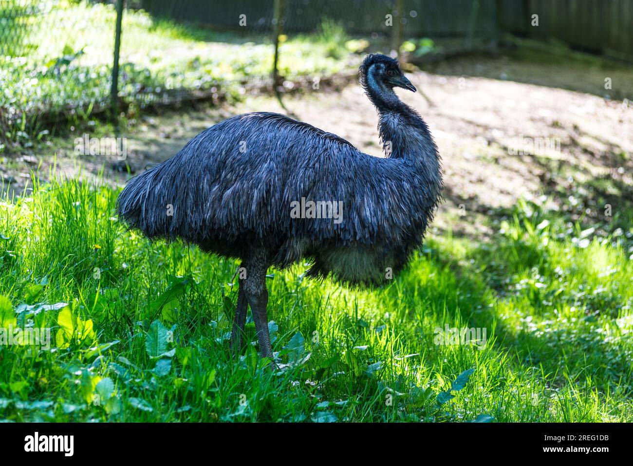 The Emu walks on the green grass in the Wuppertal Green Zoo in Germany ...