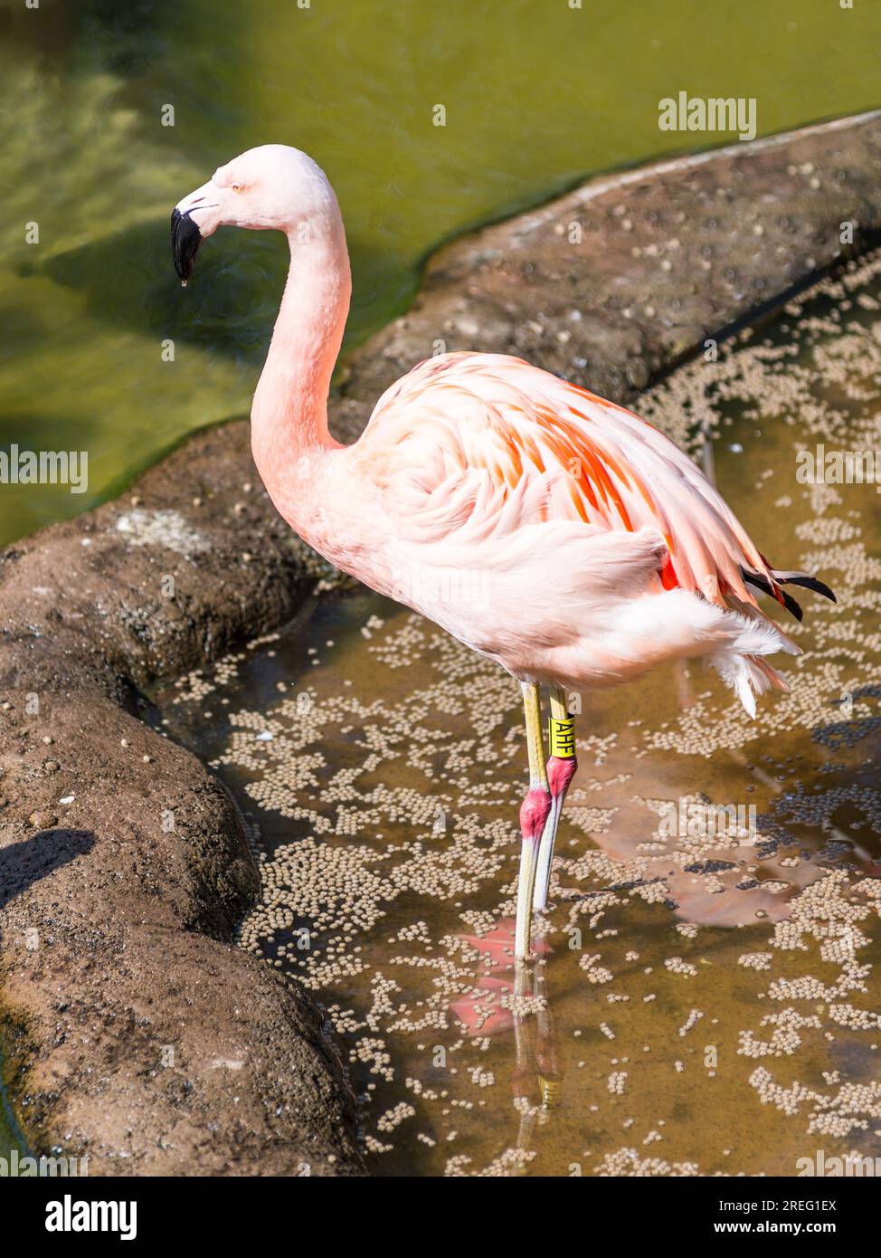 Pink flamingo in the Wuppertal Green Zoo in Germany Stock Photo - Alamy