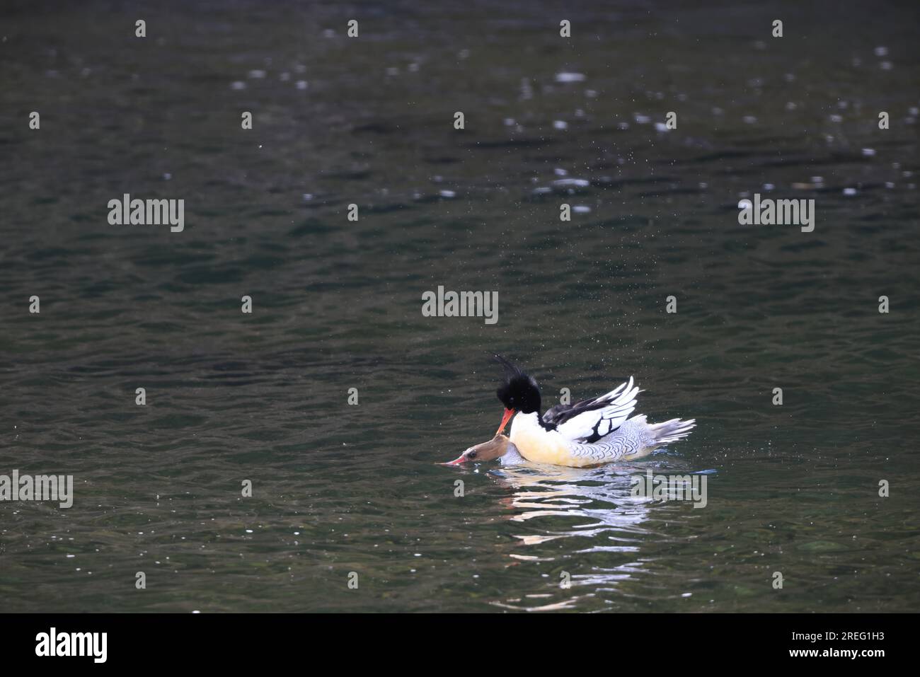Mergus squamatus hi-res stock photography and images - Alamy