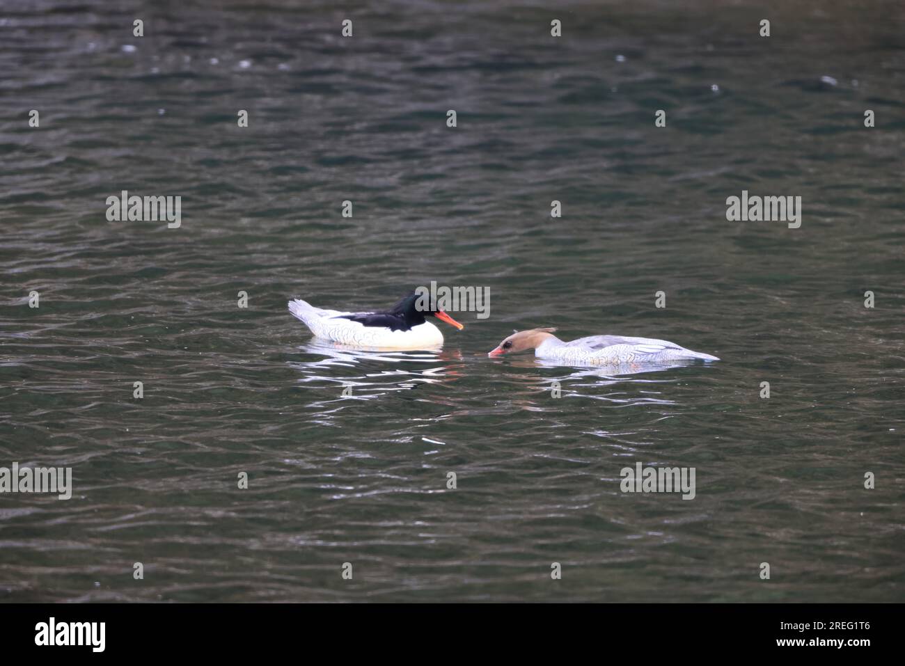 Mergus squamatus hi-res stock photography and images - Alamy
