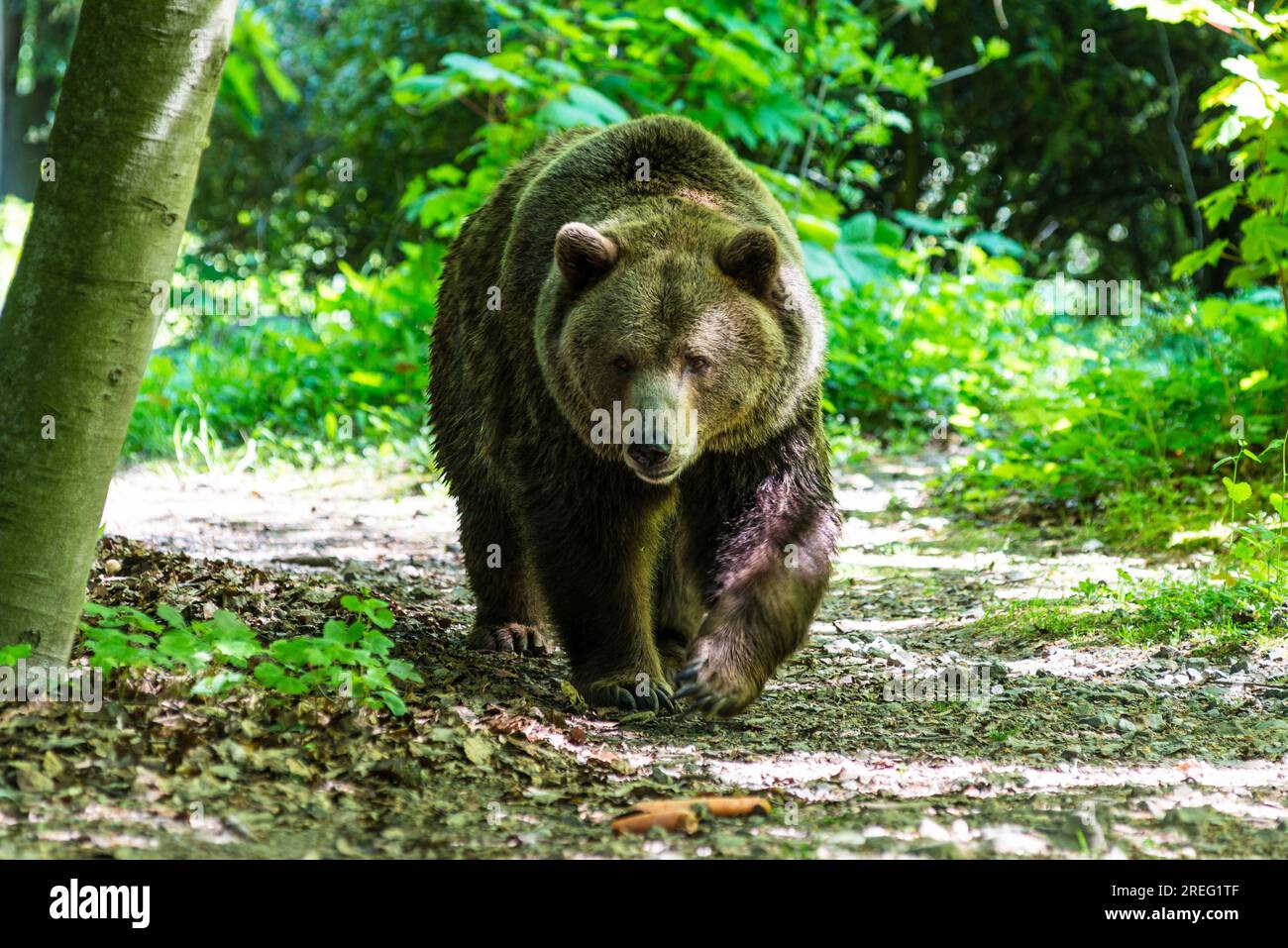 Brown bear walking on ground in nature in the Wuppertal Green Zoo in Germany. Cute big bear ...