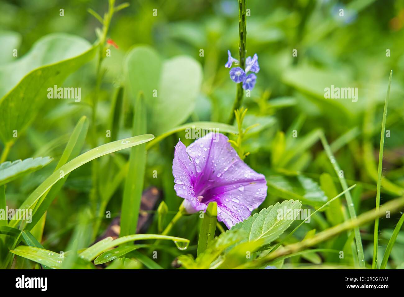 Railroad creeper in green grass closeup, Mahe Seychelles Stock Photo ...