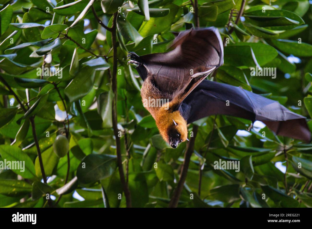 Seychelles fruit bat flying from the tree, Mahe Seychelles Stock Photo ...