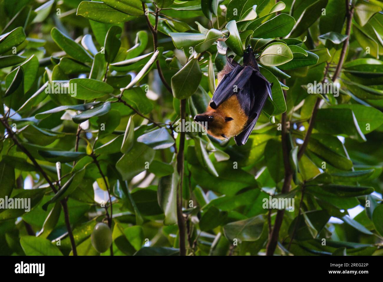 Seychelles fruit bat hanging in tree, Mahe Seychelles Stock Photo - Alamy