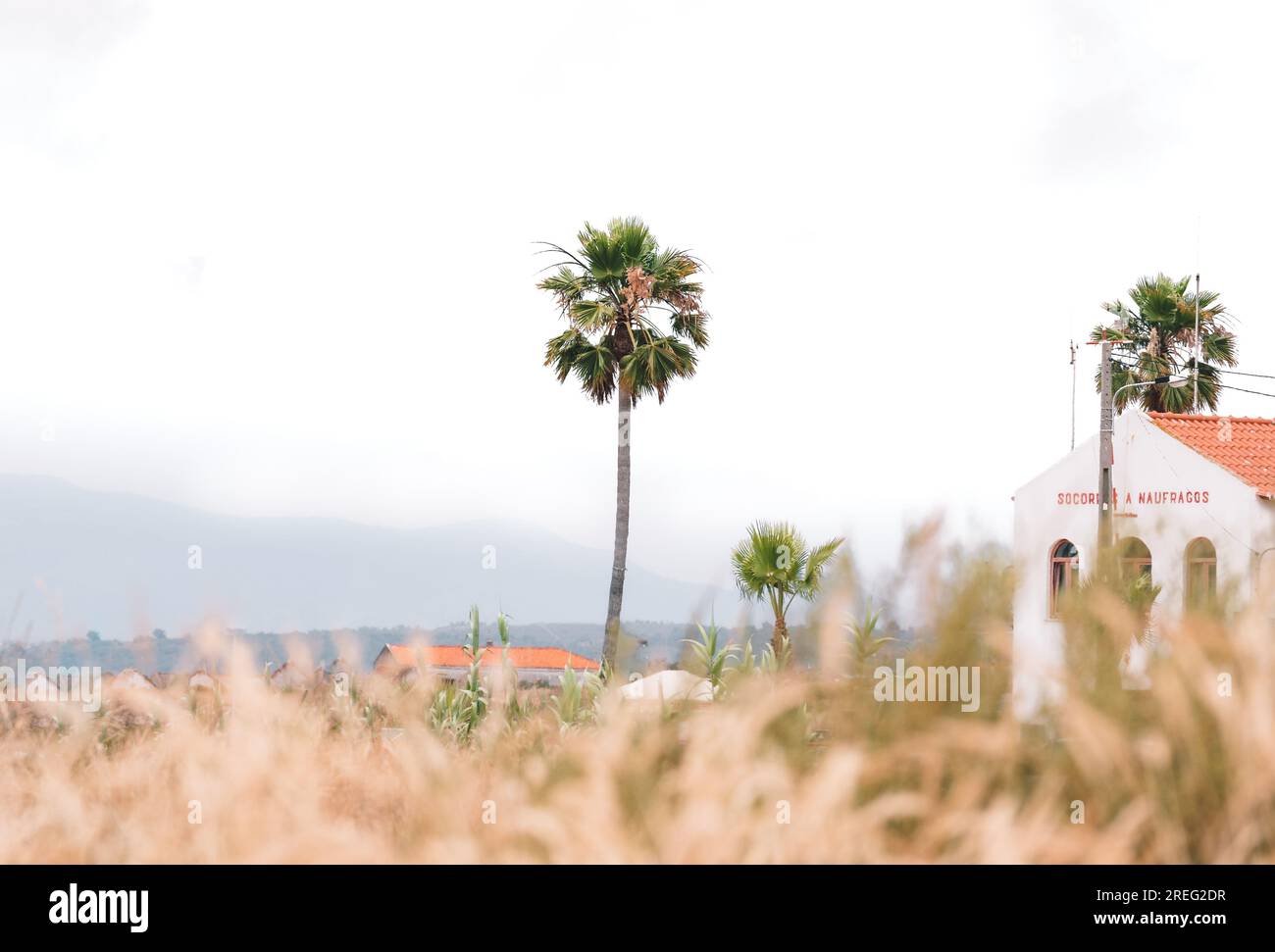 Lonely Palm tree in typical Portuguese environment, clean photo in the ...