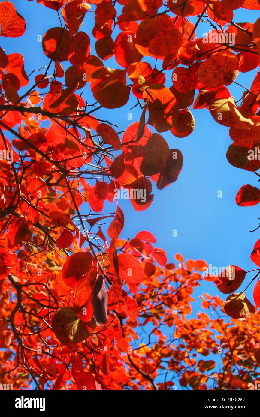 Marvel at the radiant beauty of red leaves on a tree as they shimmer ...