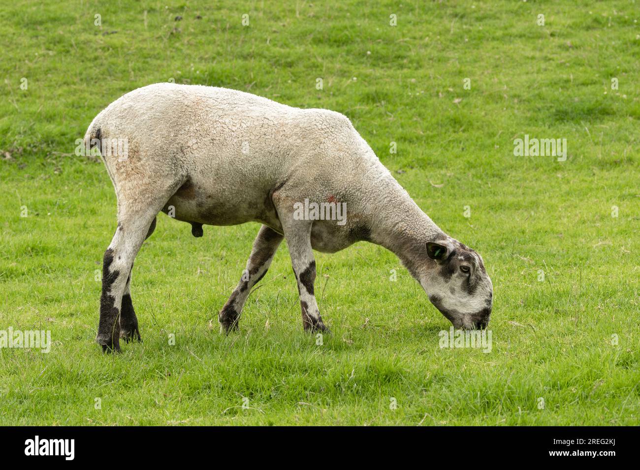 Bluefaced leicester sheep hi-res stock photography and images - Alamy