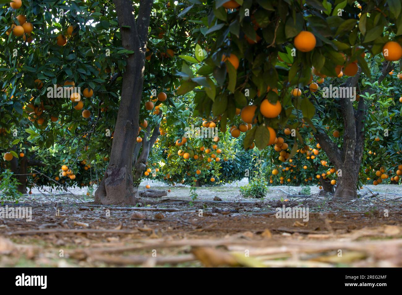 Orange orchard with the branches full of orange fruits Stock Photo - Alamy