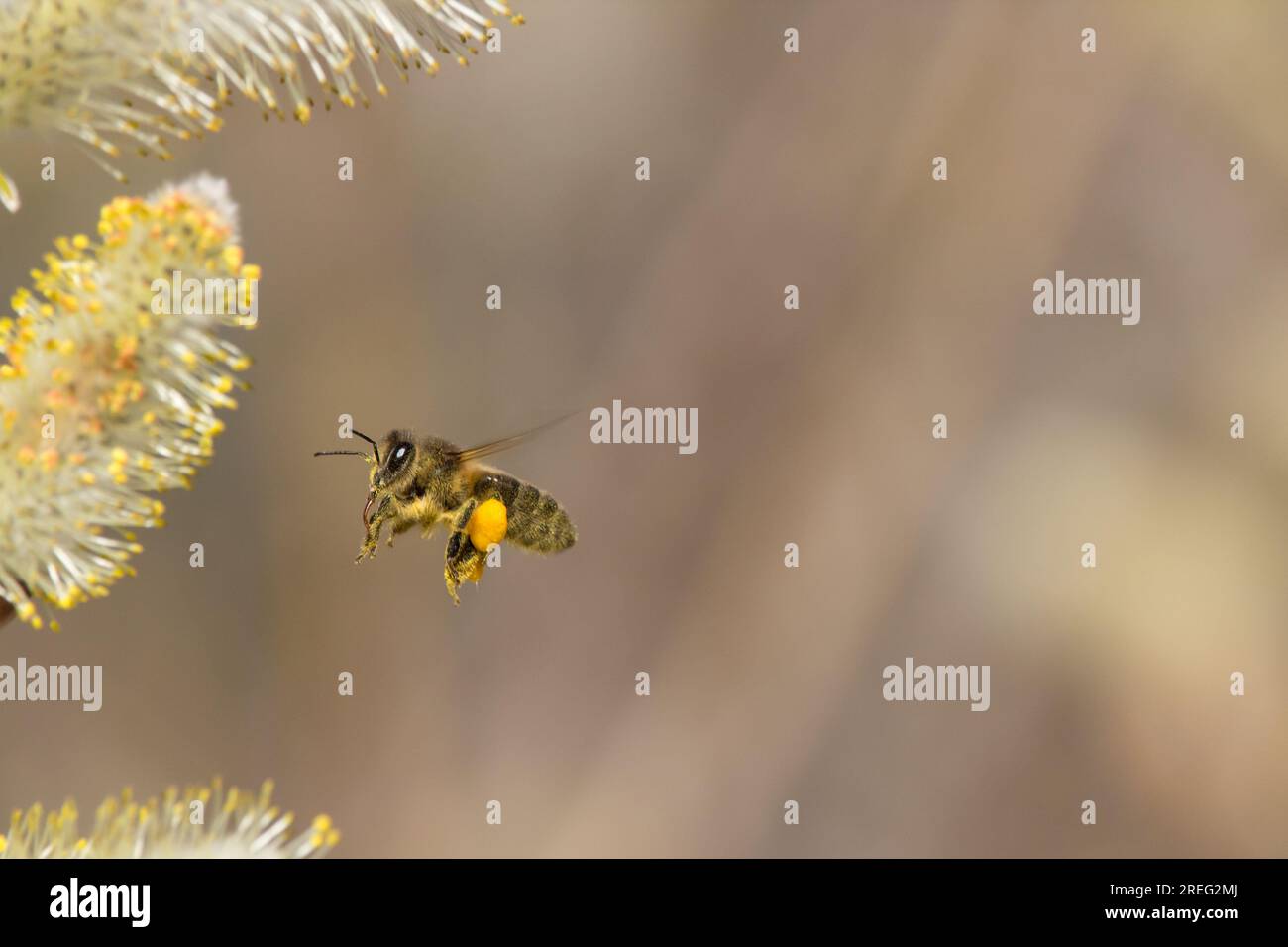 Apis mellifera insect pollination hi-res stock photography and images ...