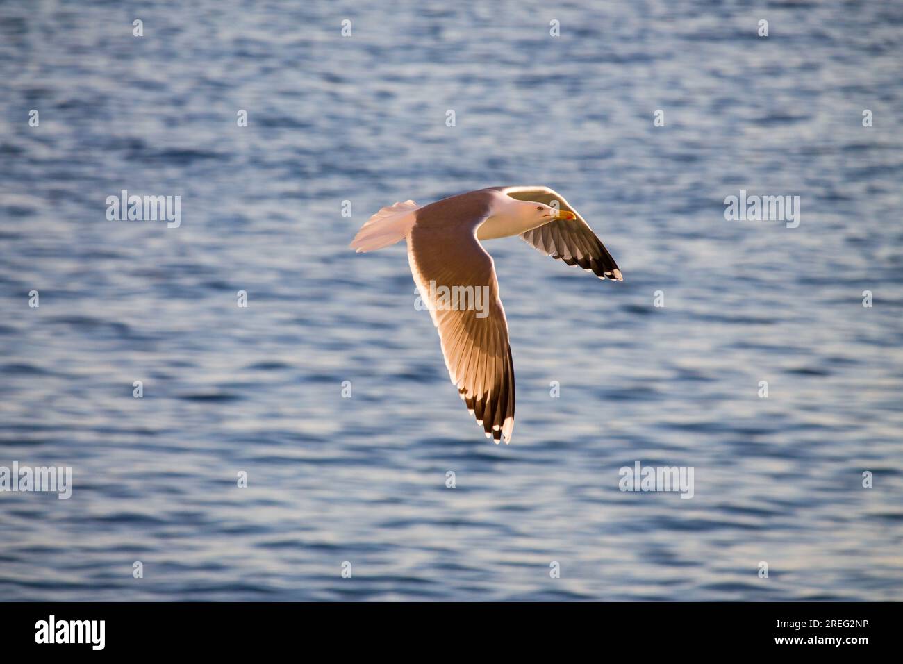Flying peon hi-res stock photography and images - Alamy