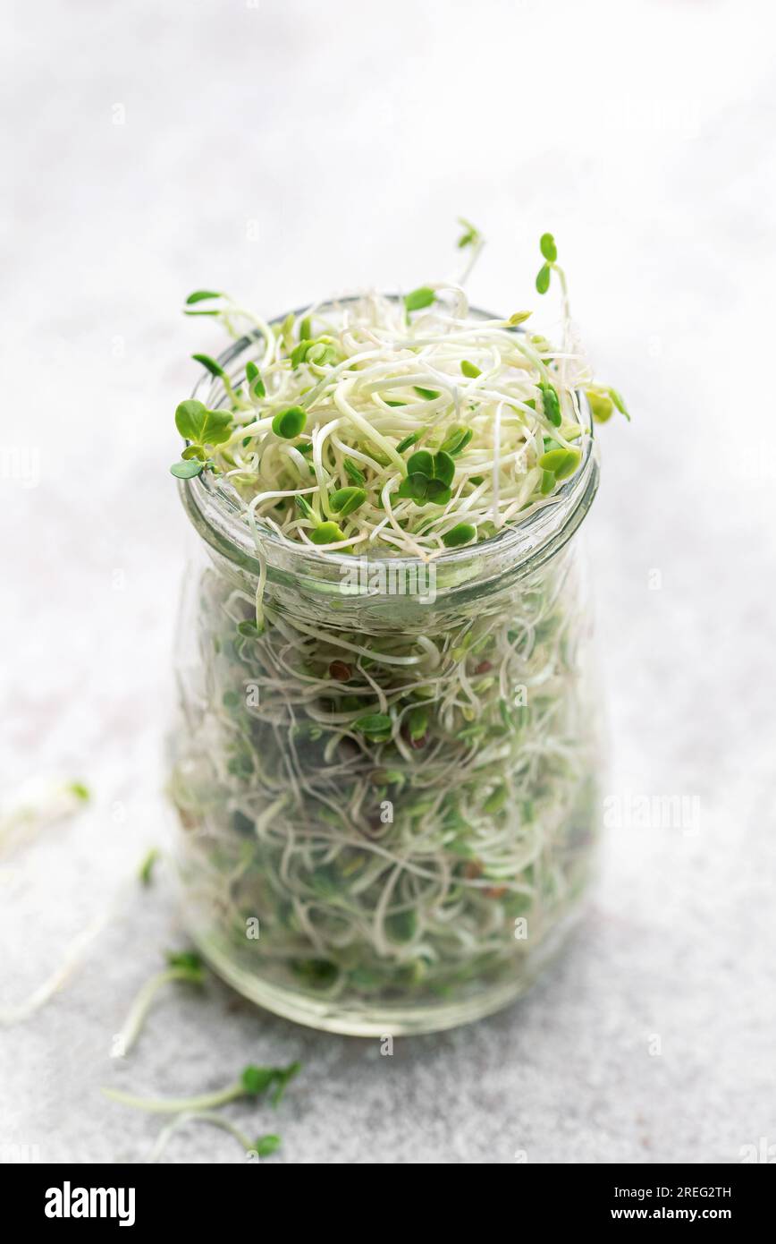 Microgreens grown in a jar. Healthy Eating Stock Photo - Alamy