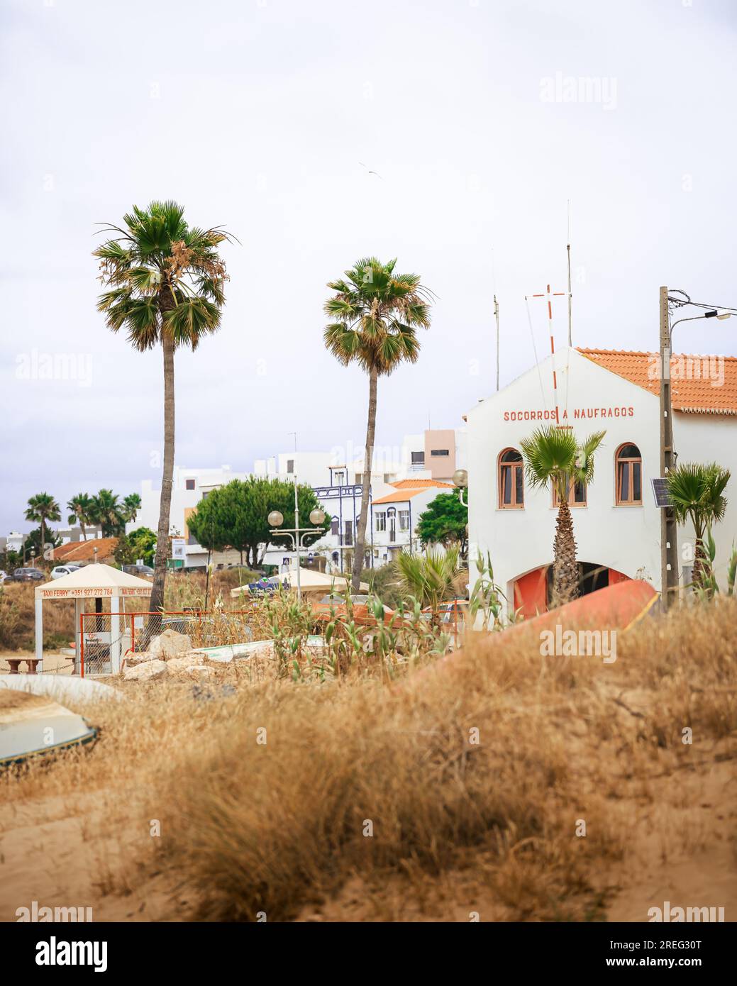 Lonely Palm tree in typical Portuguese environment, clean photo in the ...