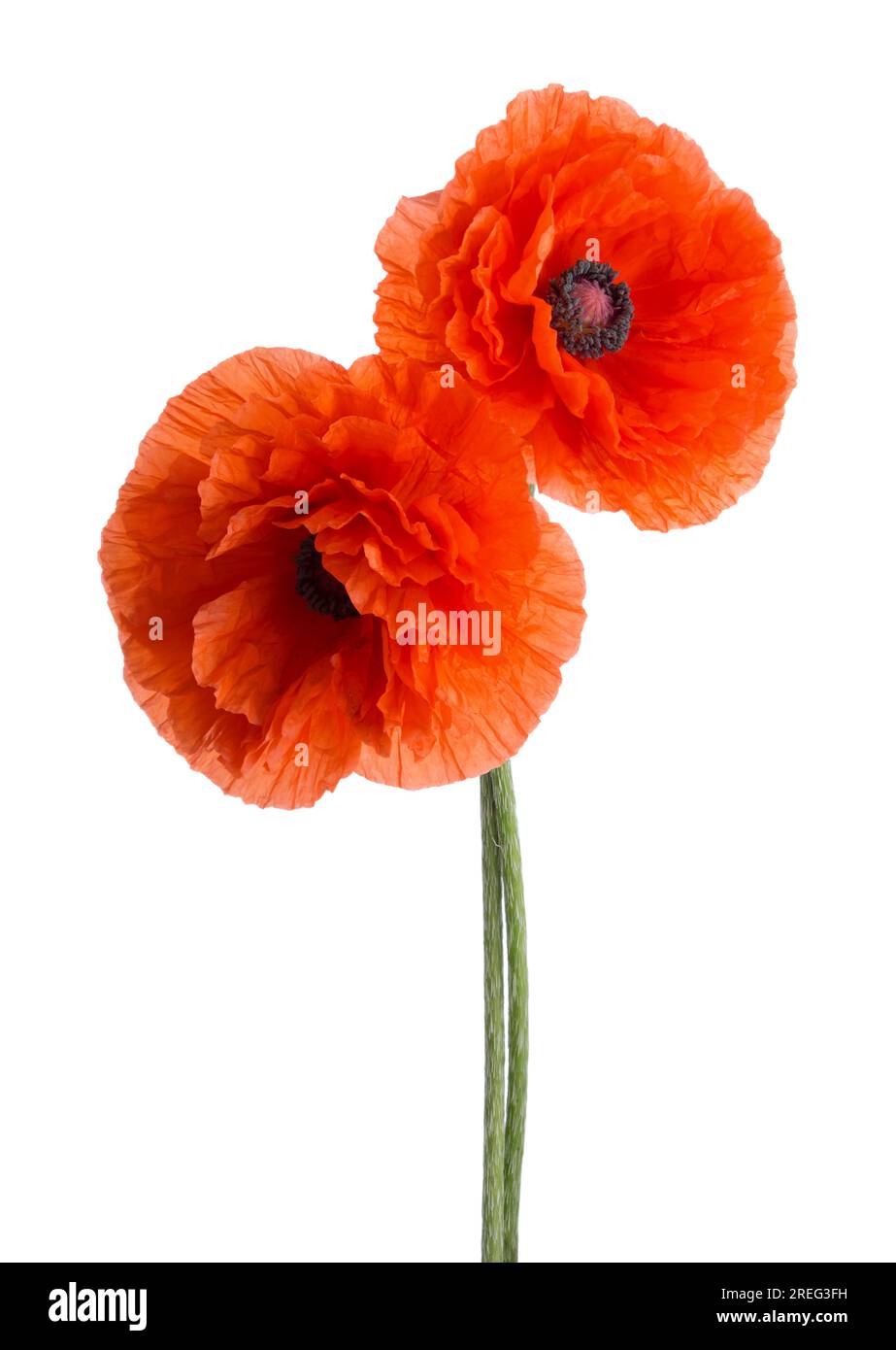 Two red Poppies isolated on white background Stock Photo - Alamy