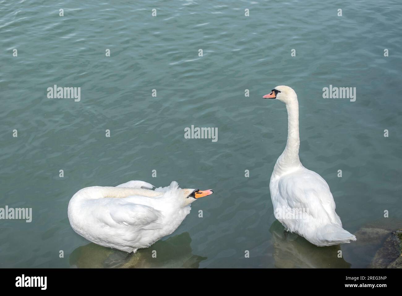 Mute Swan: Two mute swans find serenity along the picturesque Danube ...