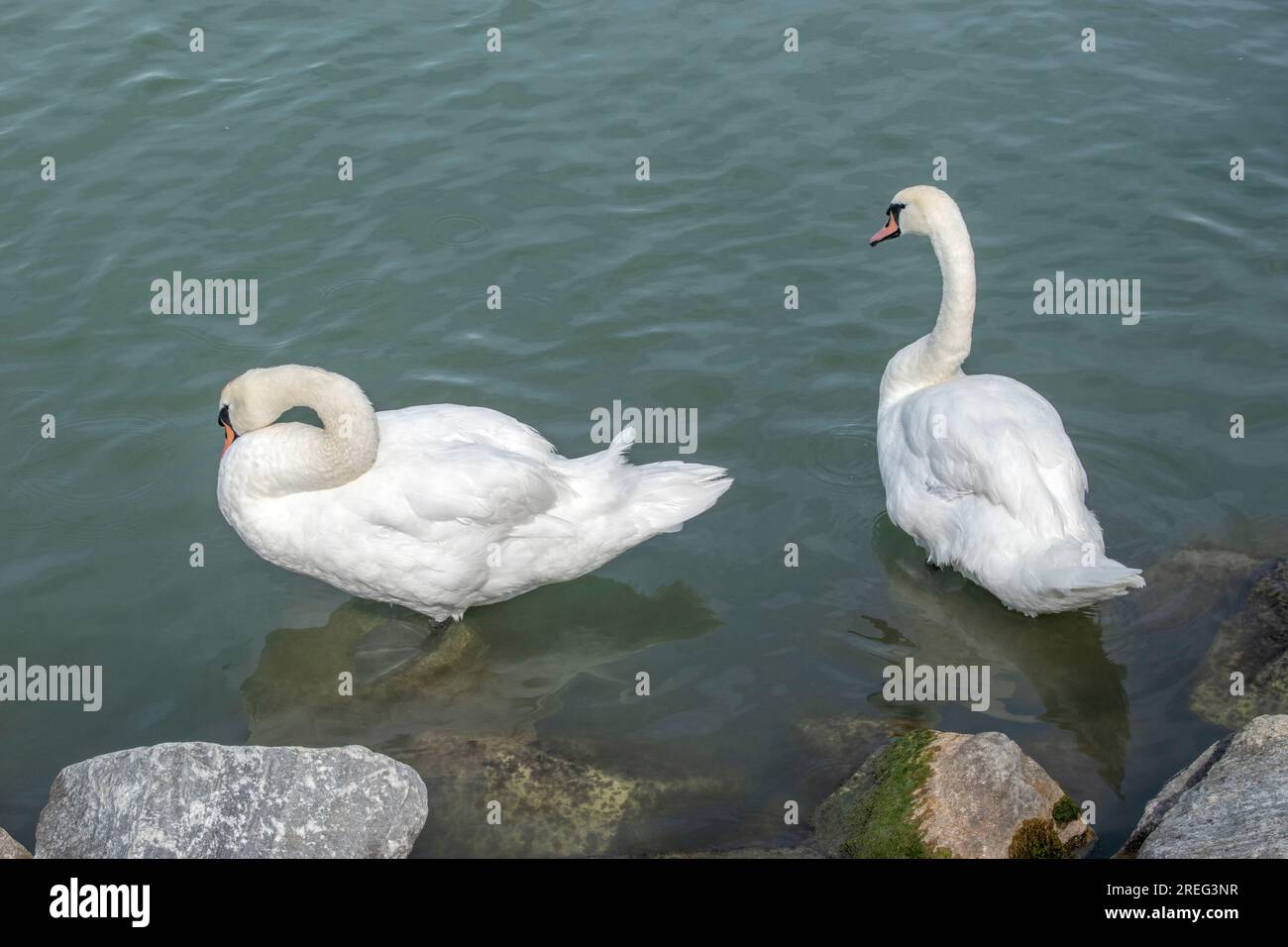 Mute Swan: Two mute swans find serenity along the picturesque Danube ...