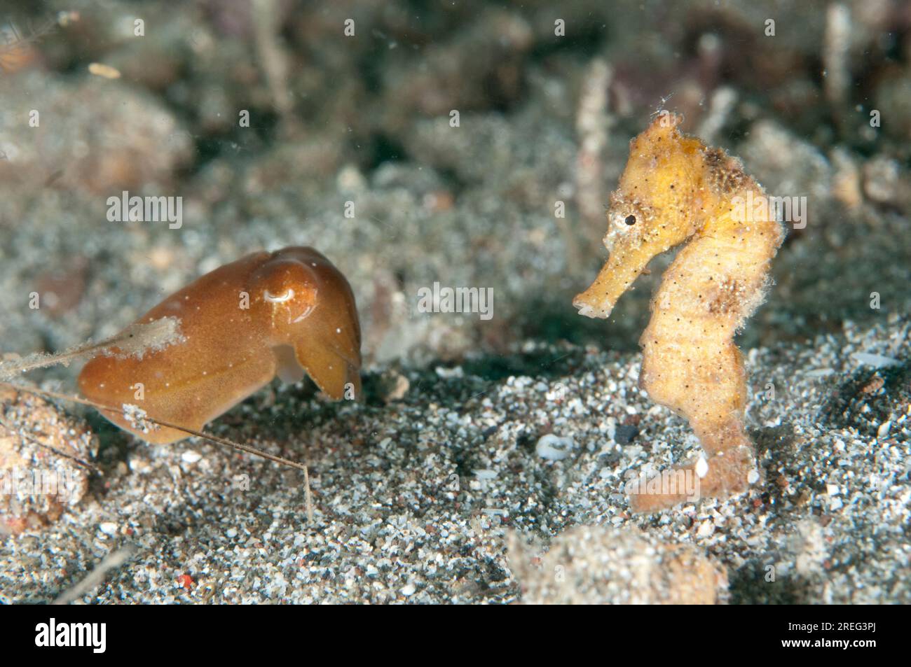 Common Seahorse, Hippocampus taeniopterus, and juvenile Broadclub ...