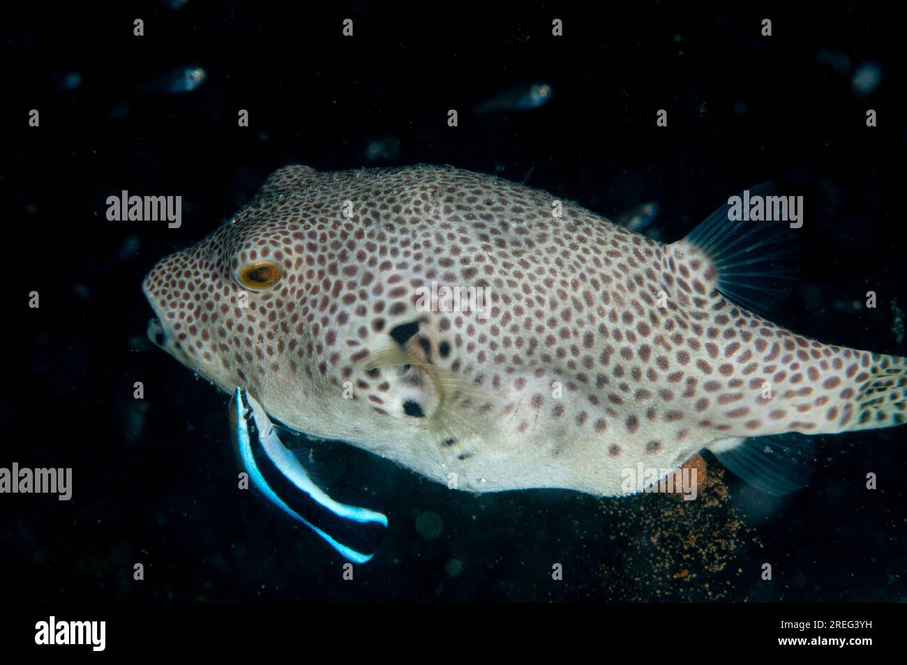 Bluestreak Cleaner Wrasse, Labroides dimidiatus, cleaning Juvenile Star ...