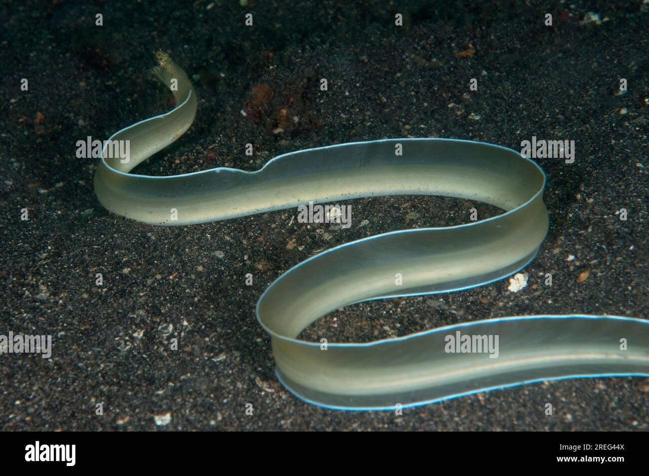 White Ribbon Eel