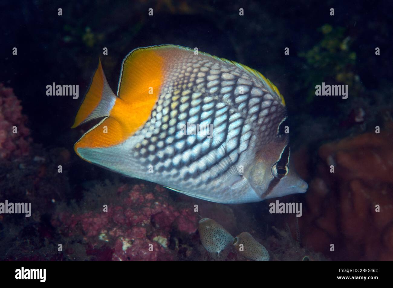 Crosshatch Butterflyfish, Chaetodon xanthurus, Tanjung Slope dive site ...