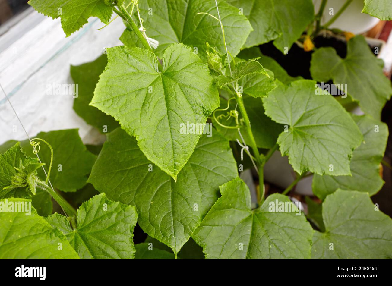 Natural cucumber grows in a greenhouse. Growing fresh vegetables in a ...