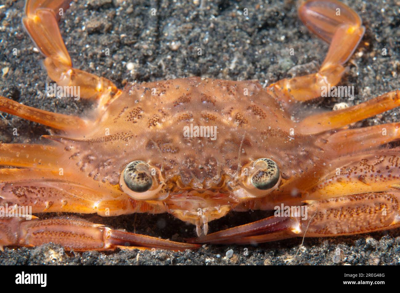 Swimming Crab, Portunus sp, night dive, Retak Larry dive site, Lembeh ...