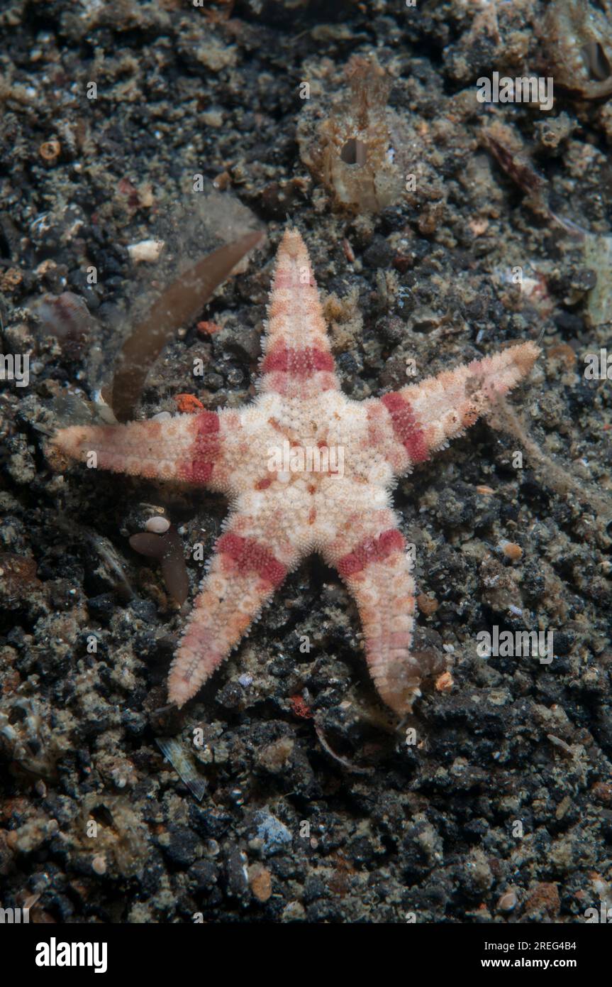 Common Sea Star, Archaster typicus, night dive, Retak Larry dive site ...