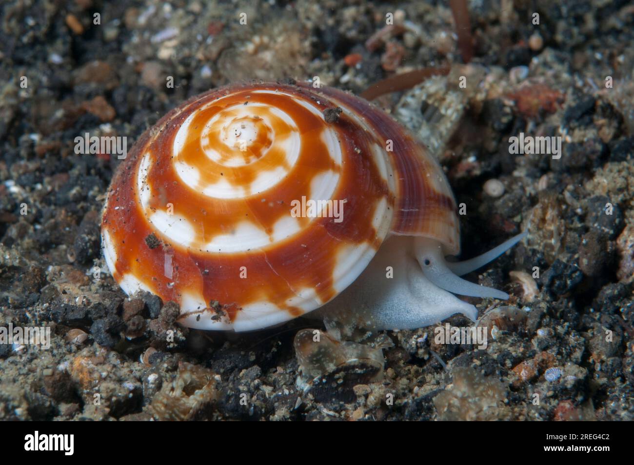 Sundial Shell, Architectonica sp, night dive, Retak Larry dive site ...