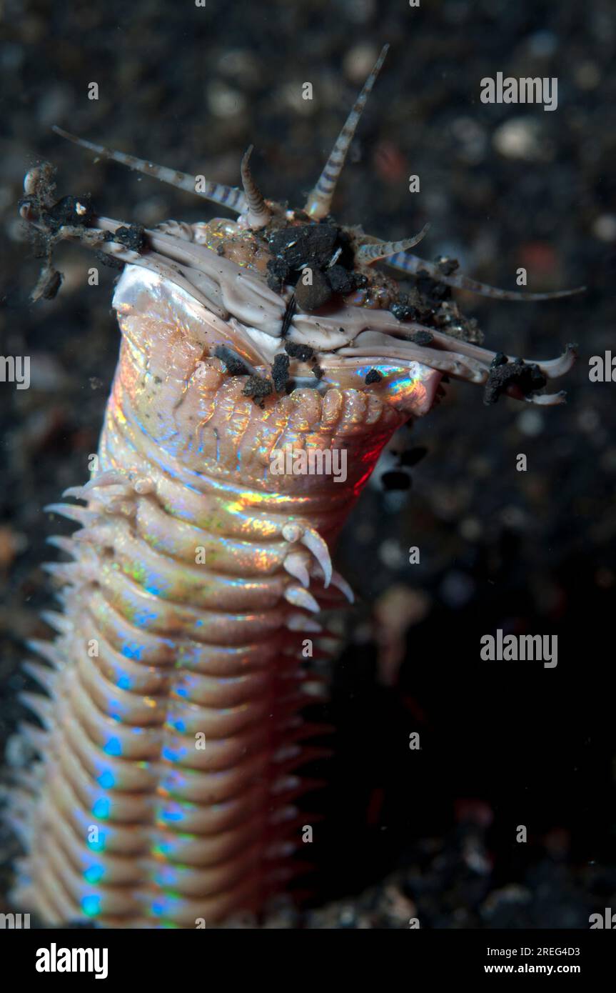 Bobbit Worm, Eunice aphroditois, with jaws open outside of hole, night ...