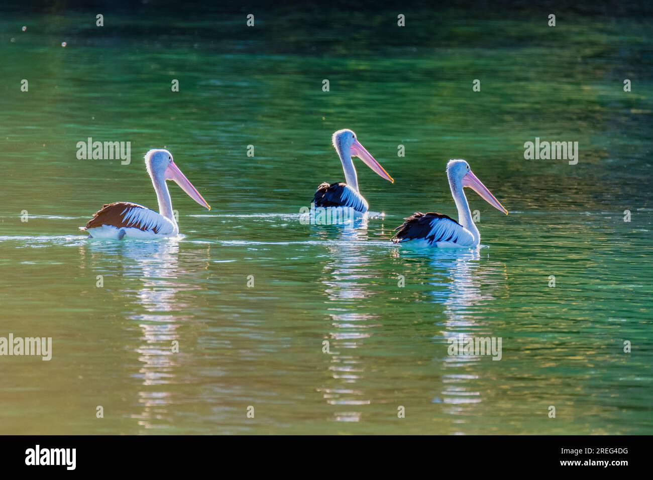 Pelicans in the afternoon light at Nullica Bay, Twofold Bay in Eden on ...