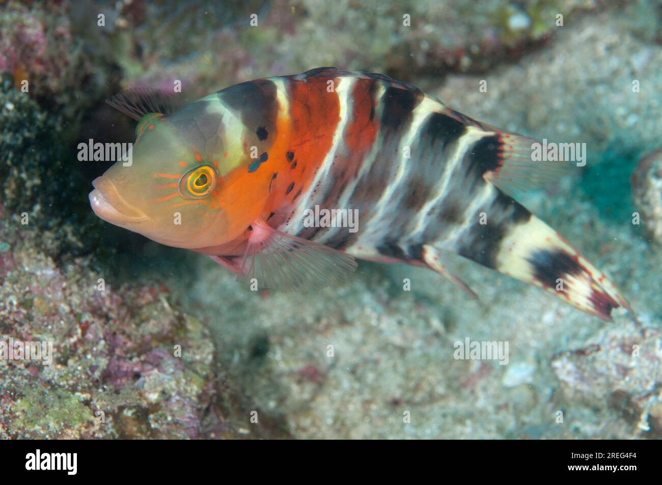 Redbreasted Wrasse, Cheilinus fasciatus, California Dreaming dive site ...