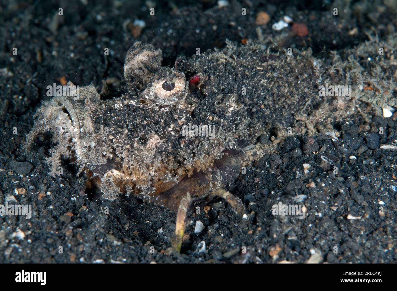 Spiny Devilfish, Inimicus didactylus, TK1 dive site, Lembeh Straits ...