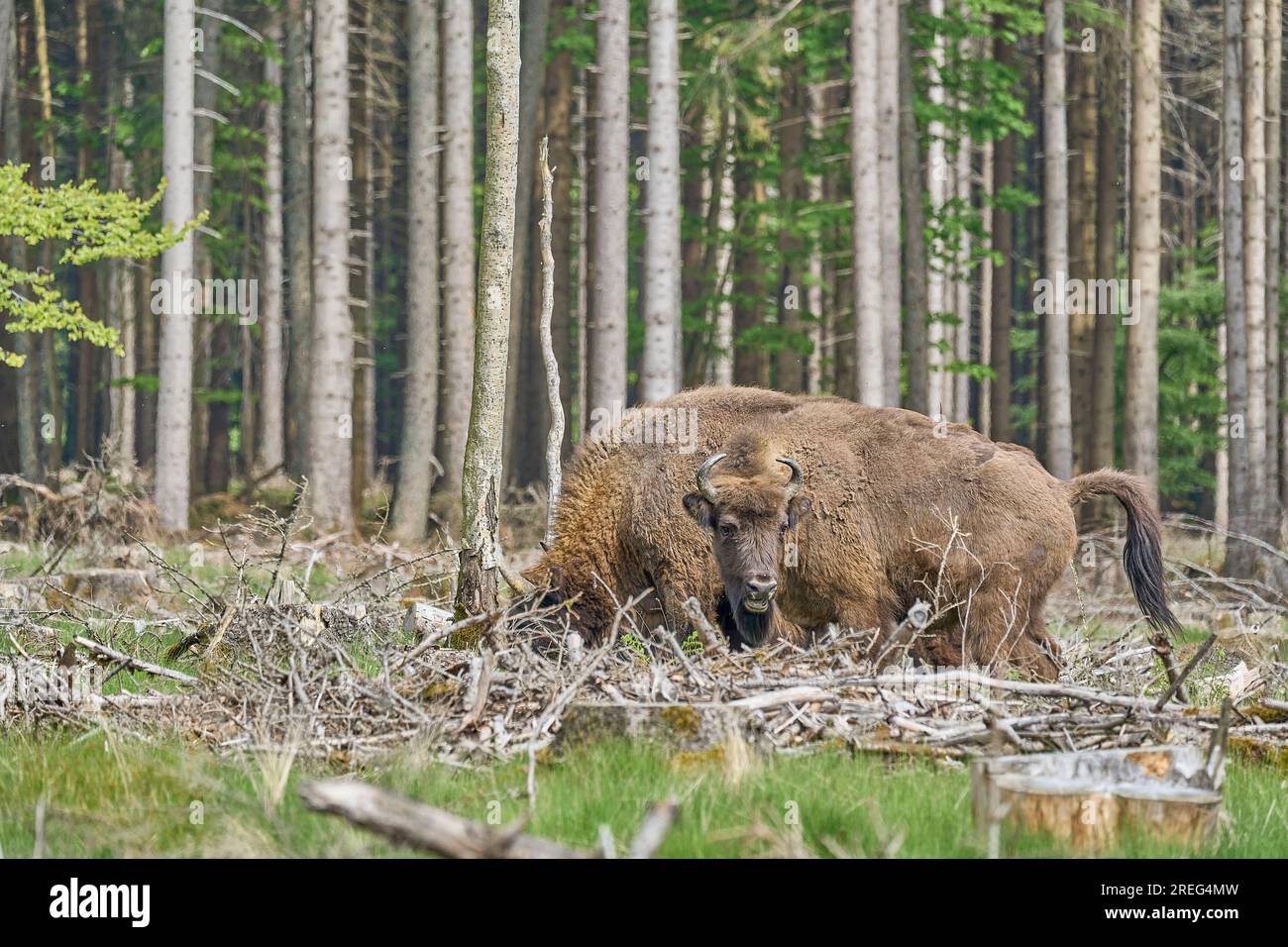 wild living European wood Bison, also Wisent or Bison Bonasus, is a ...