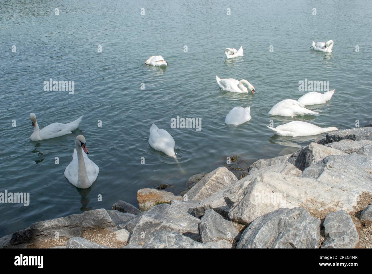 Mute swans: A group of mute swans gracefully glides through the waters ...