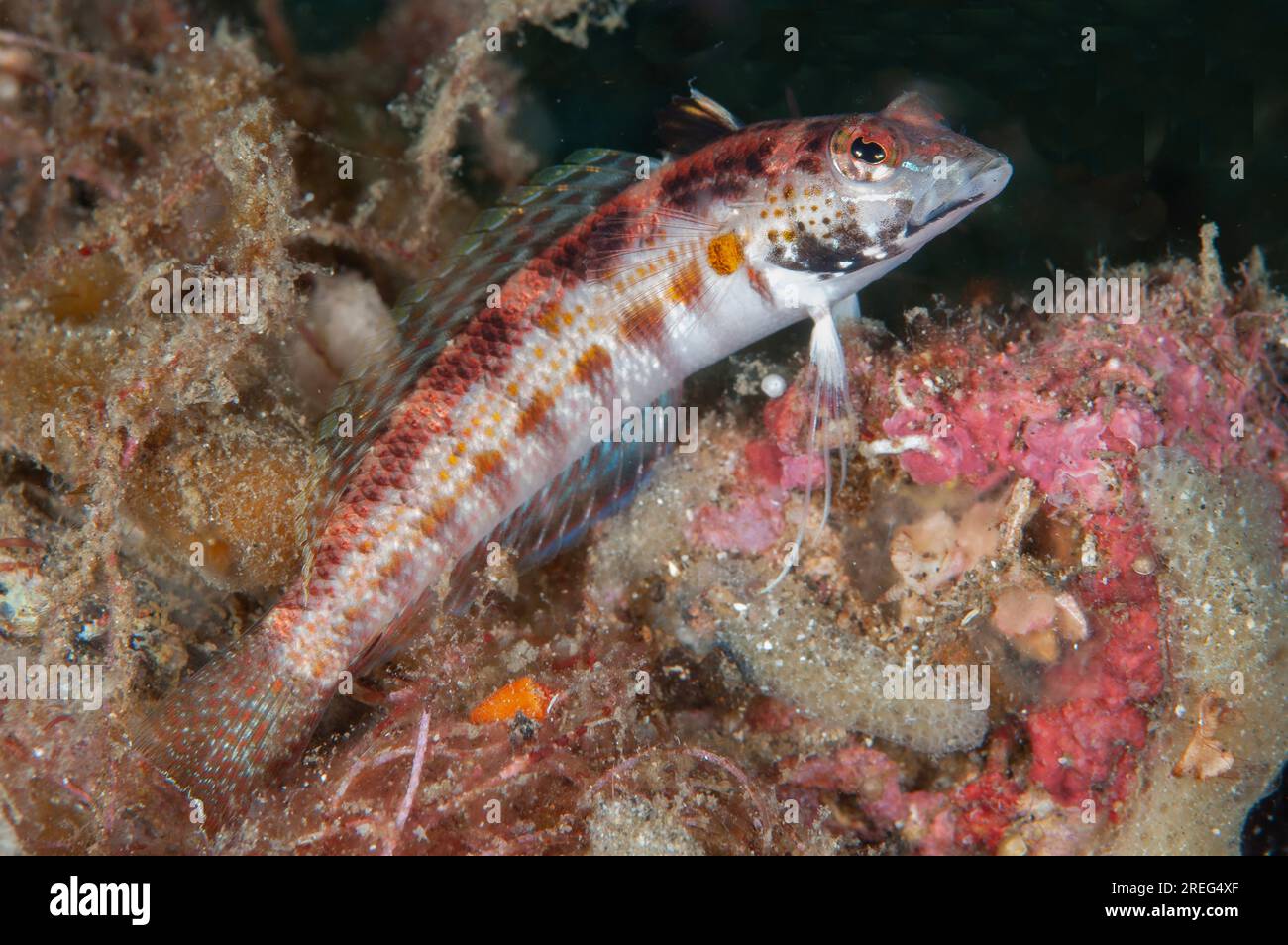 Blackfin Sandperch, Parapercis snyderi, with erect dorsal fin, Pantai ...