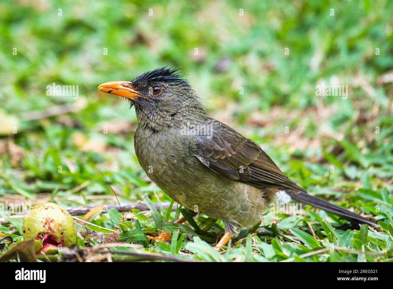 Seychelles endemic bulbul bird eating guava on the ground, Mahe ...