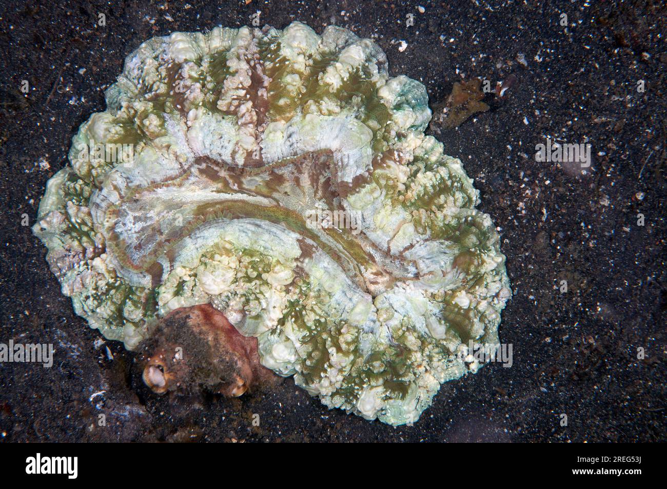 Meat Coral, Acanthophyllia deshayesiana, night dive, TK1 dive site ...