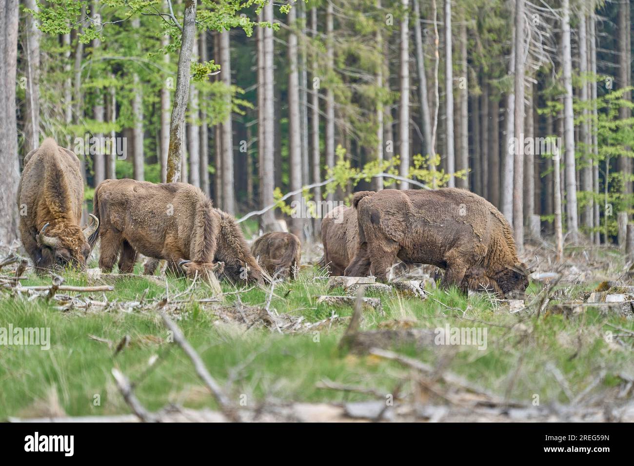 wild living European wood Bison, also Wisent or Bison Bonasus, is a ...